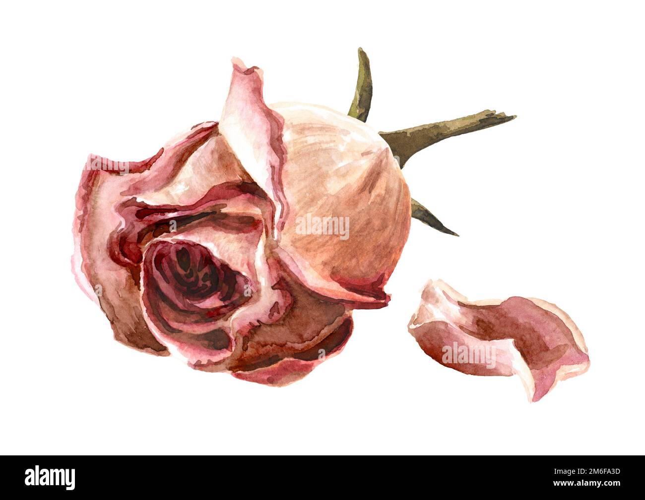 Dessin de fleur faner Banque d'images détourées - Alamy