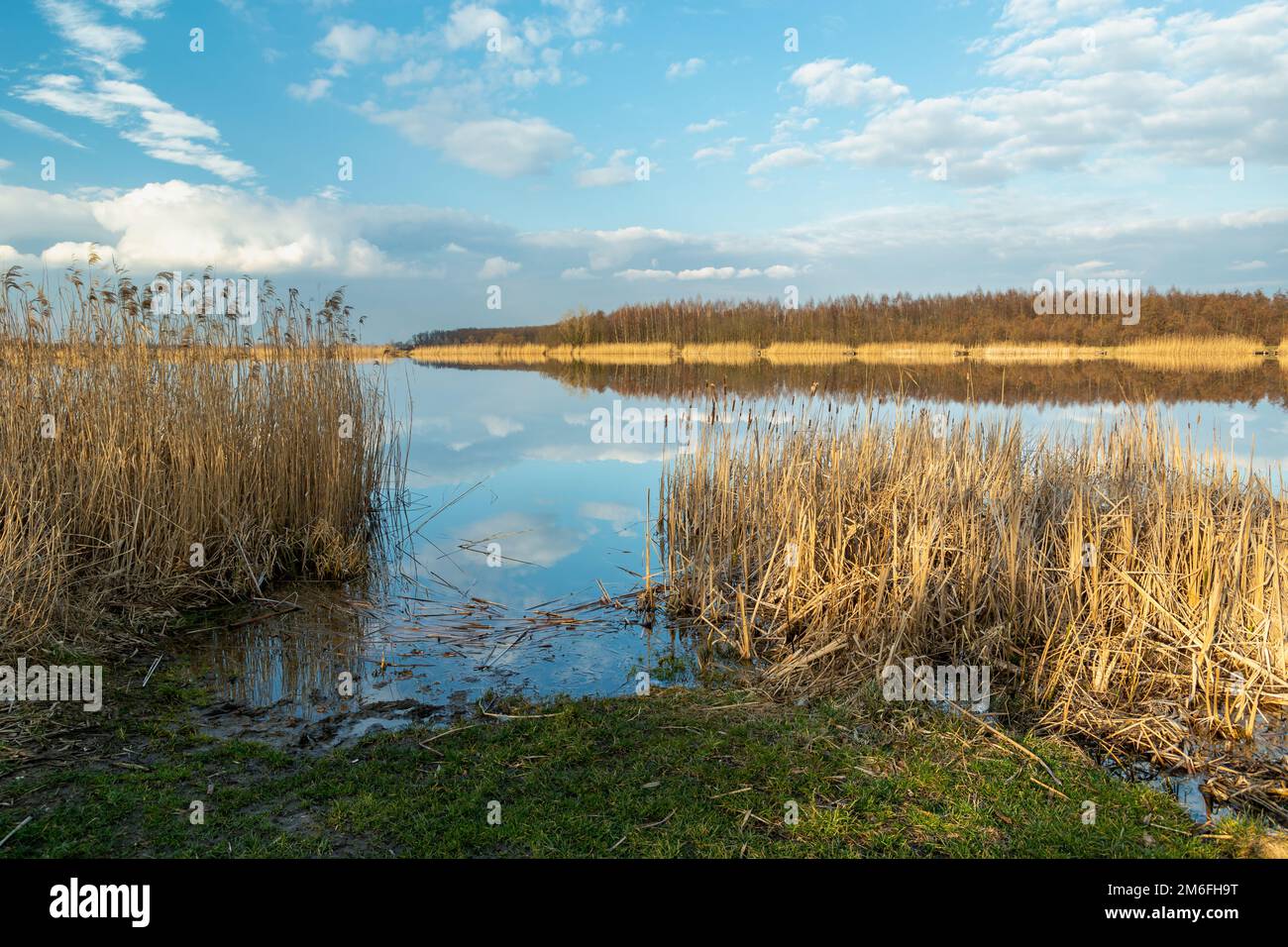 Rivage avec des roseaux Banque de photographies et d’images à haute résolution - Alamy
