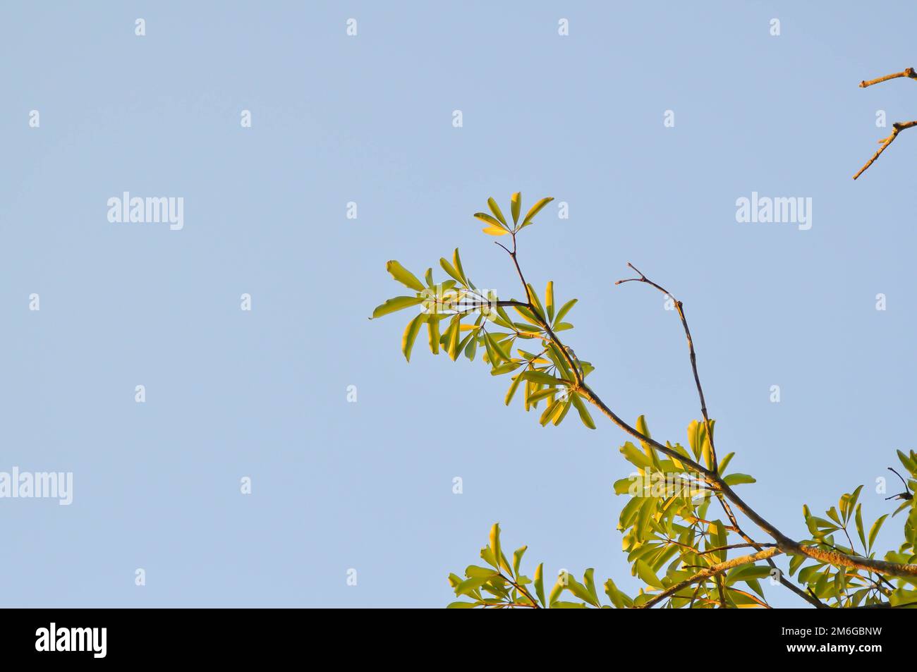 Arbre, Alstonia scholaris ou APOCYNACEAE ou Devi Tree ou White ...