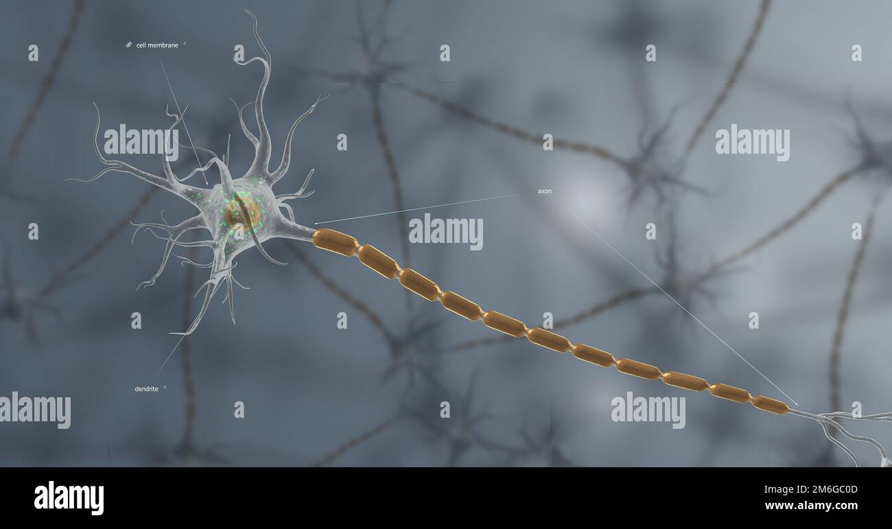 Un neurone typique se compose d'un corps cellulaire, de dendrites et d ...