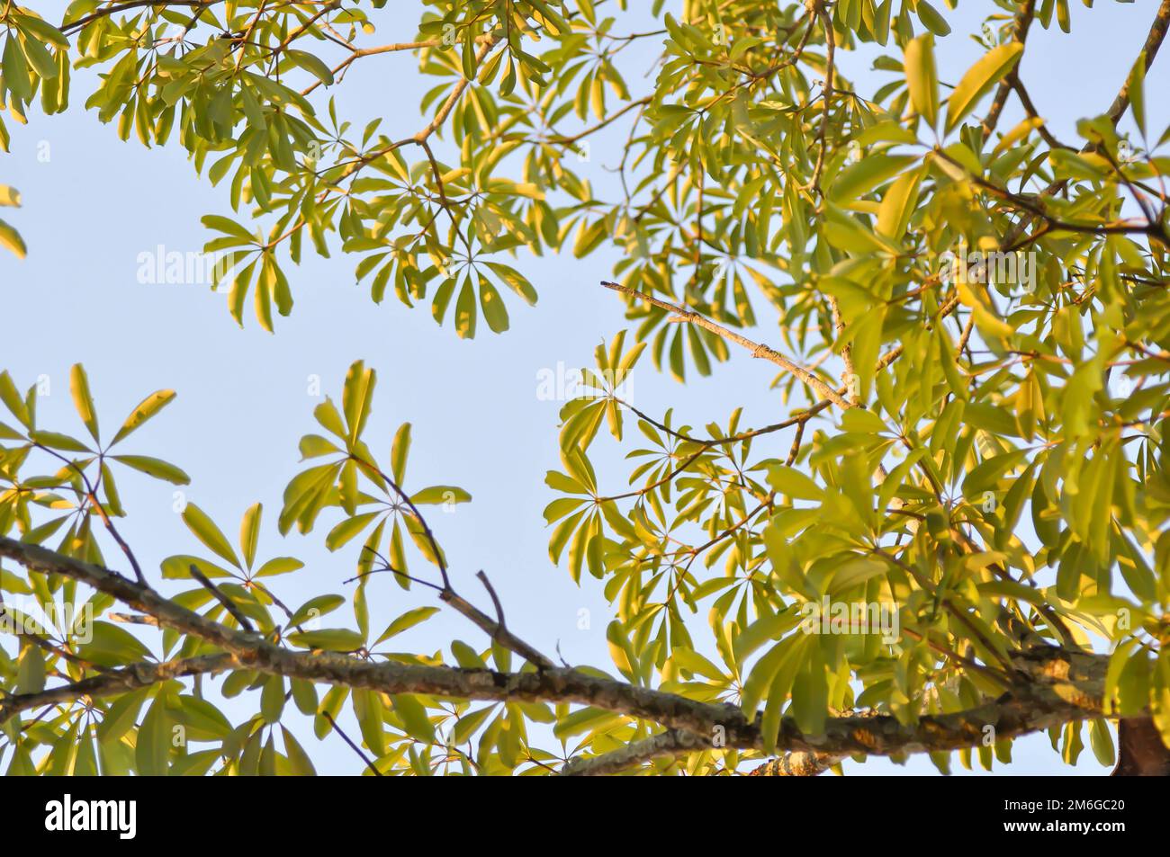 Arbre, Alstonia scholaris ou APOCYNACEAE ou Devi Tree ou White ...