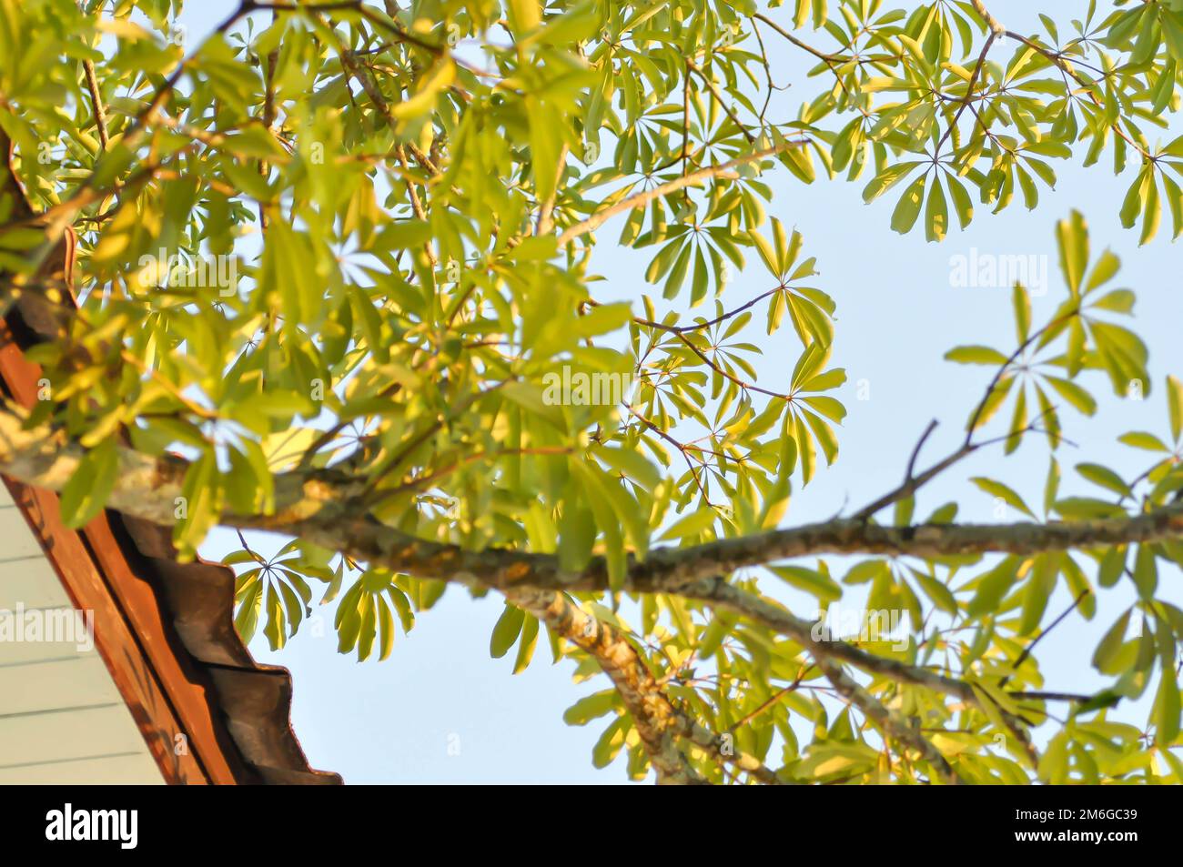 Arbre, Alstonia scholaris ou APOCYNACEAE ou Devi Tree ou White ...