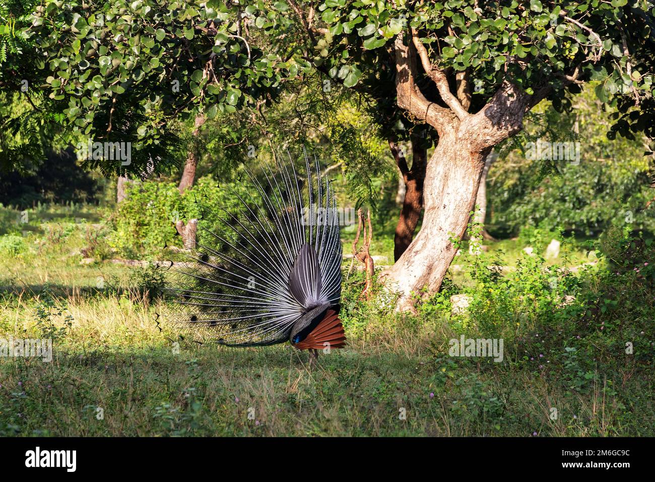 Paon lek Banque de photographies et d’images à haute résolution - Alamy