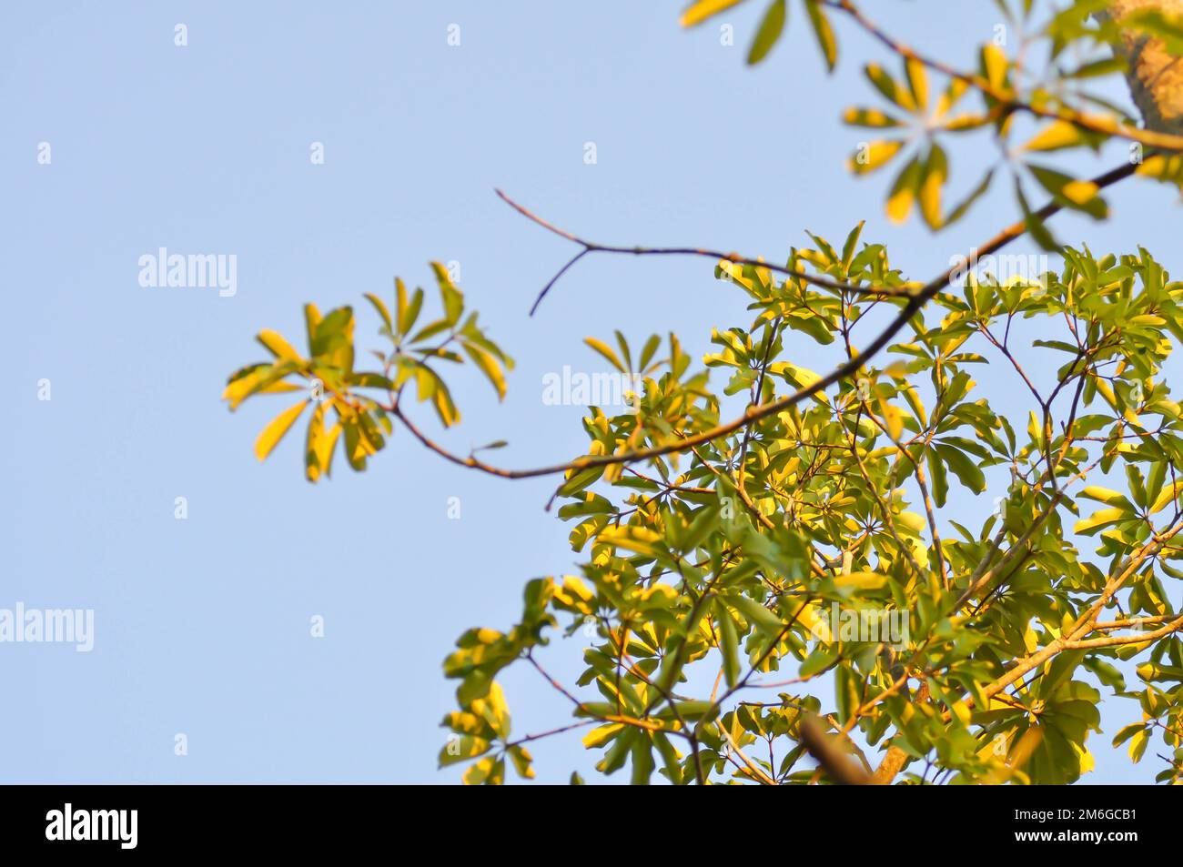 Arbre, Alstonia scholaris ou APOCYNACEAE ou Devi Tree ou White ...