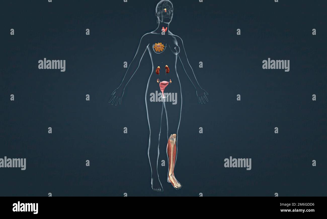 Nanisme et gigantisme Banque de photographies et d’images à haute ...