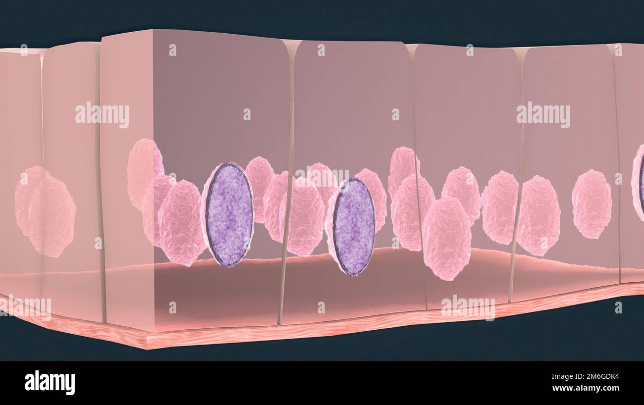 Cellule épithéliale colonnaire Banque de photographies et d’images à ...