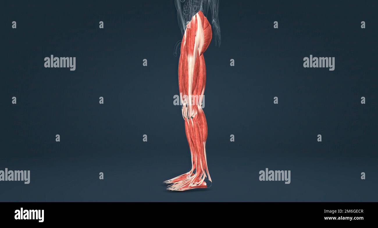 Anatomie membres inferieurs Banque de photographies et d’images à haute ...