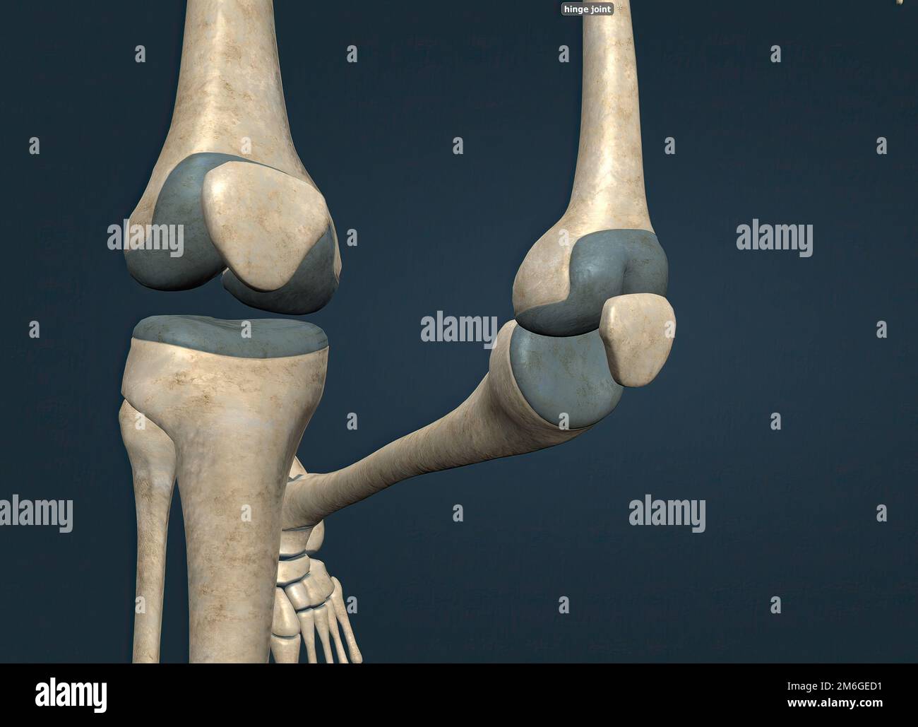 Articulation cartilagineuse Banque de photographies et d’images à haute ...