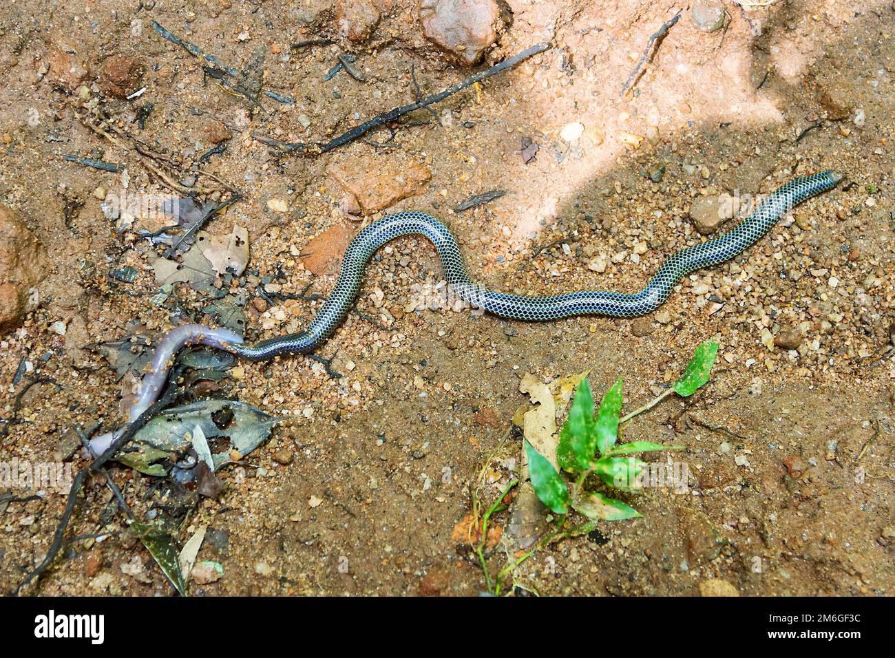 Grand ver de terre Banque de photographies et d’images à haute ...