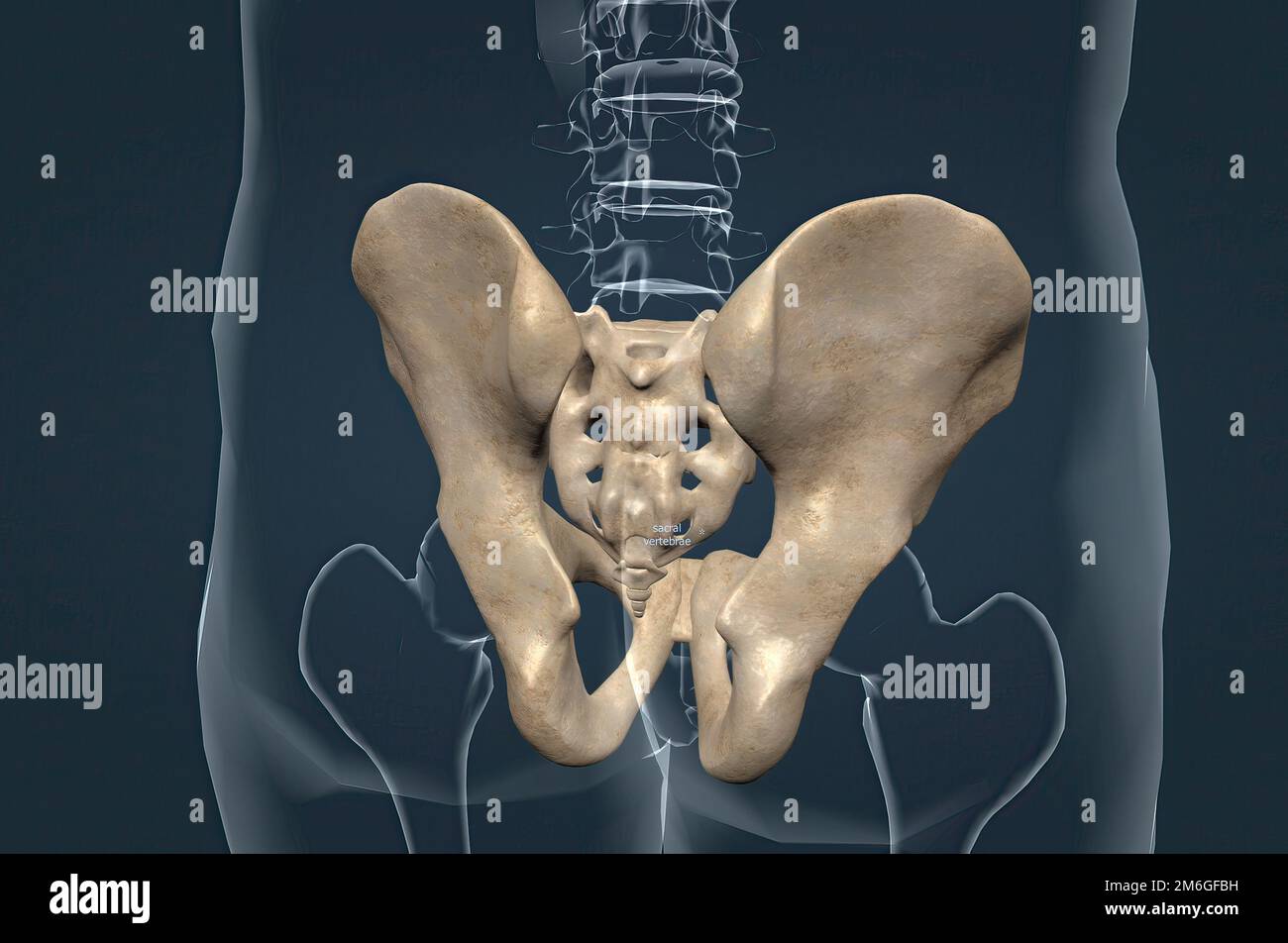 L'os de la hanche est composé des trois parties, l'ilium, le pubis et l ...