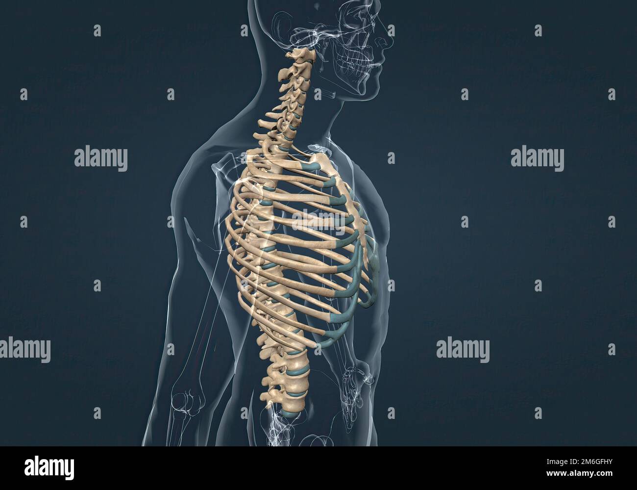 Les os de la cage thoracique sont les vertèbres thoraciques, douze ...