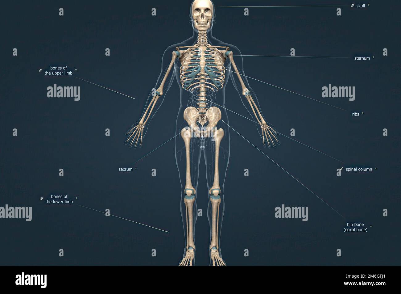 Squelette appendiculaire Banque de photographies et d’images à haute ...