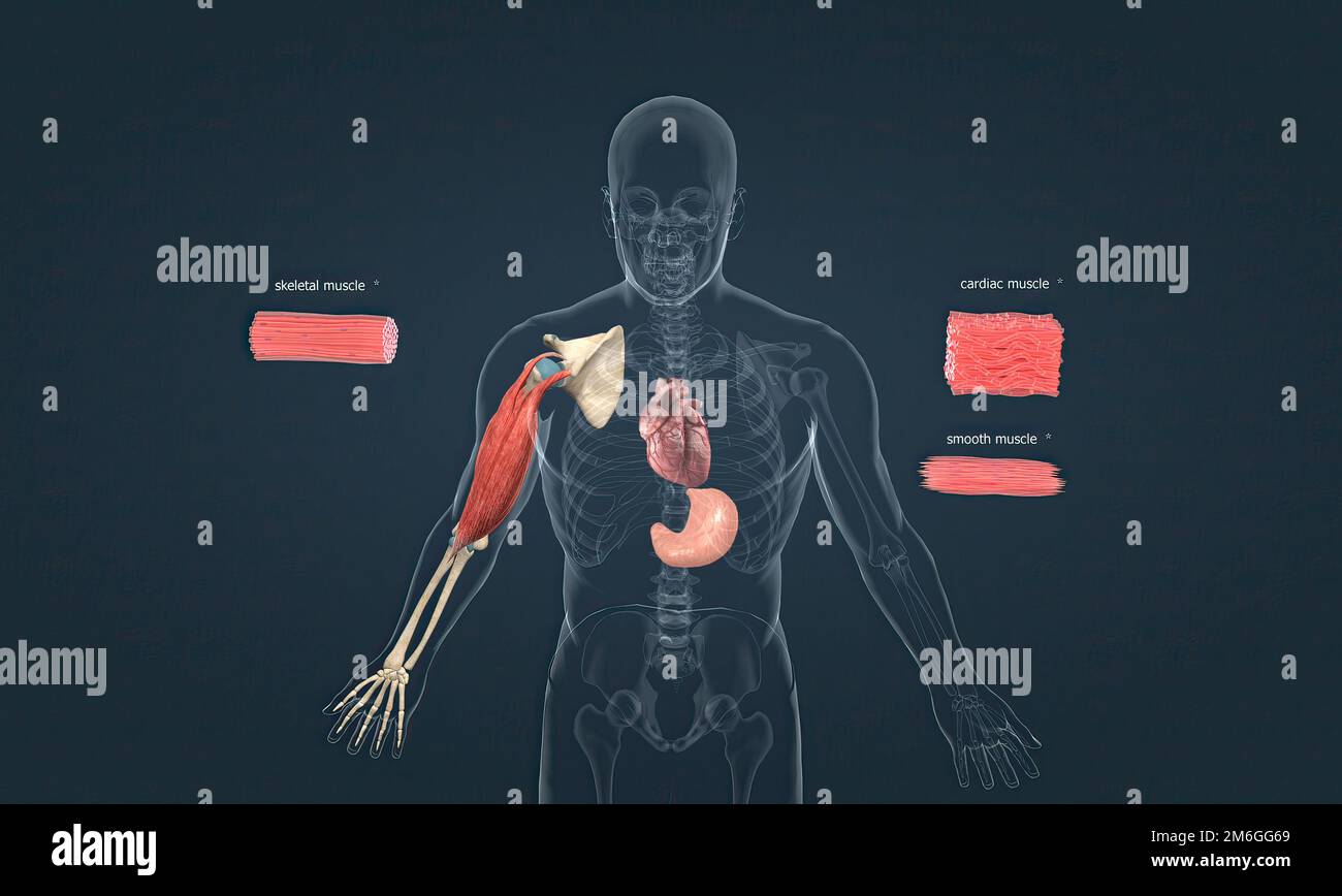 Structure histologie coeur Banque de photographies et d’images à haute ...
