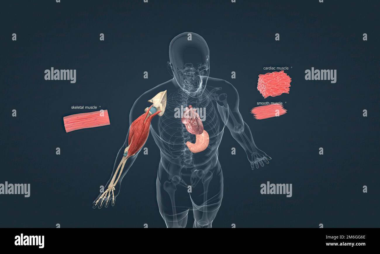 Structure histologie coeur Banque de photographies et d’images à haute ...