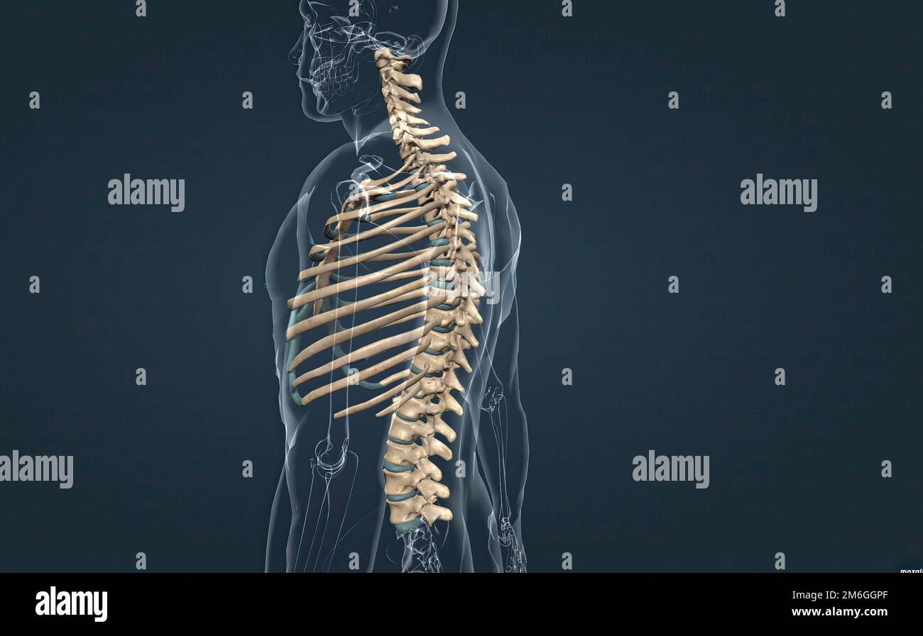 Les os de la cage thoracique sont les vertèbres thoraciques, douze ...