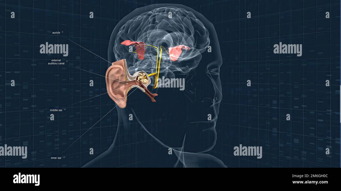 Le cortex auditif est le système sensoriel du sens de l'audition. Il ...