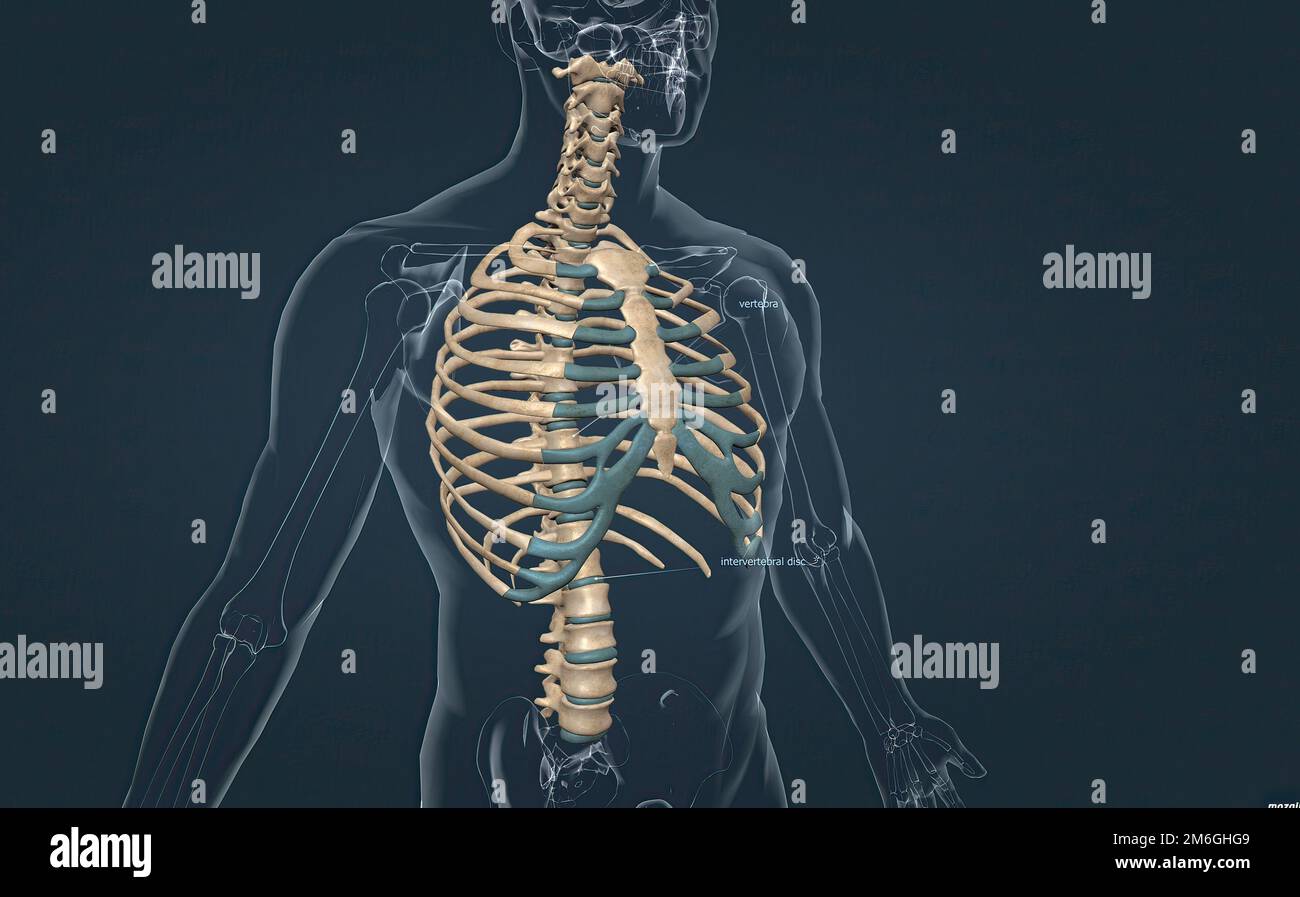 Les os de la cage thoracique sont les vertèbres thoraciques, douze ...