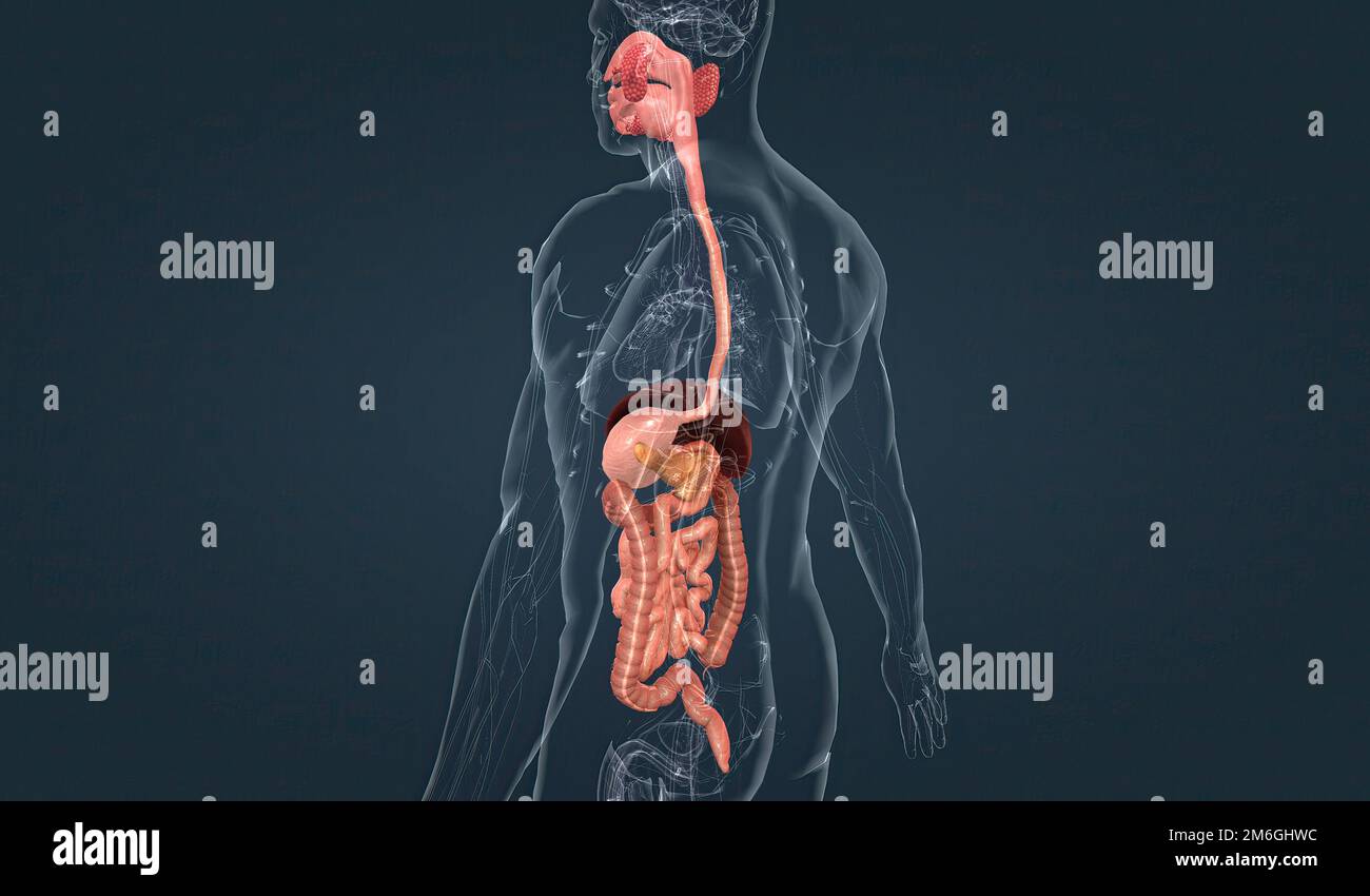 Le système digestif humain se compose du tractus gastro-intestinal et ...