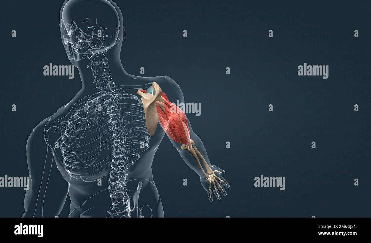 Le biceps brachii a à la fois des têtes longues et courtes qui ...