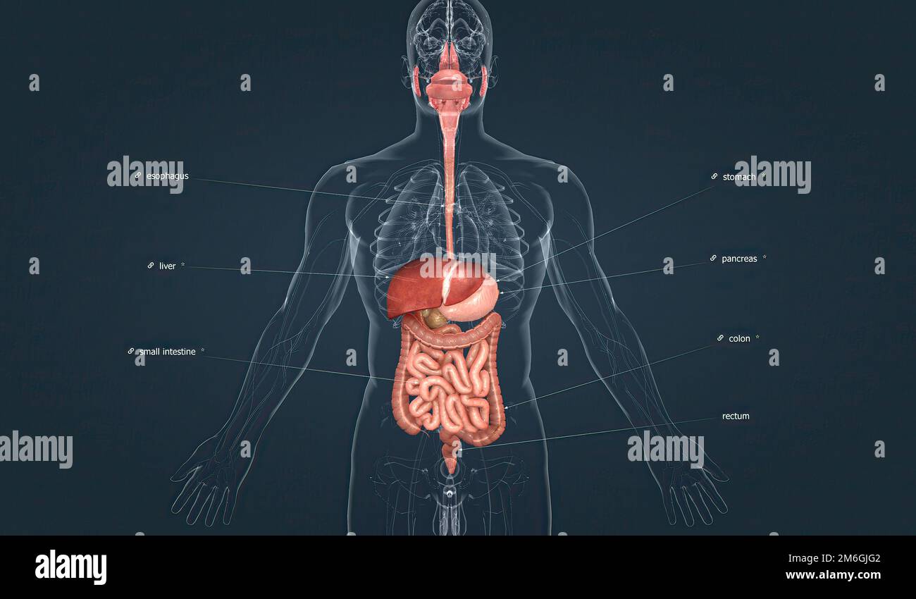 Le système digestif humain se compose du tractus gastro-intestinal et ...