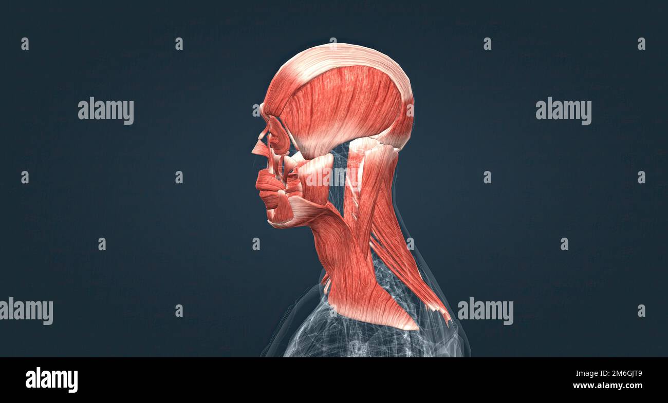 Anatomie 3d muscles nuque Banque de photographies et d’images à haute ...