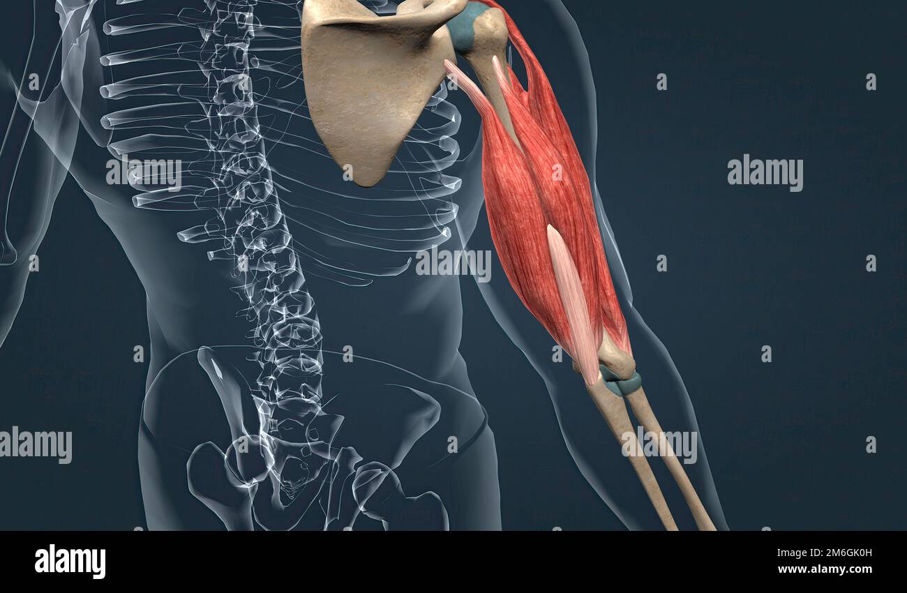 Le biceps brachii a à la fois des têtes longues et courtes qui ...