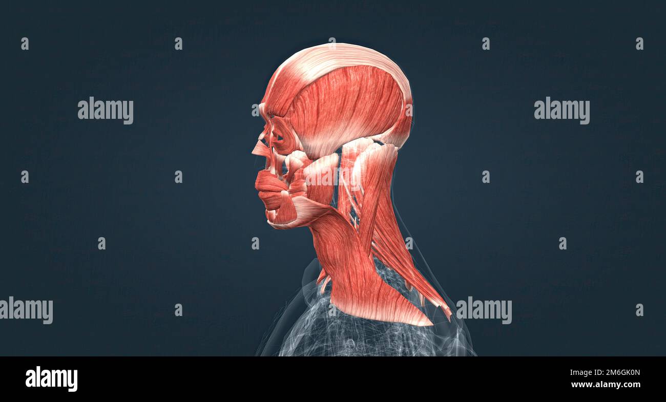 Anatomie 3d muscles nuque Banque de photographies et d’images à haute ...