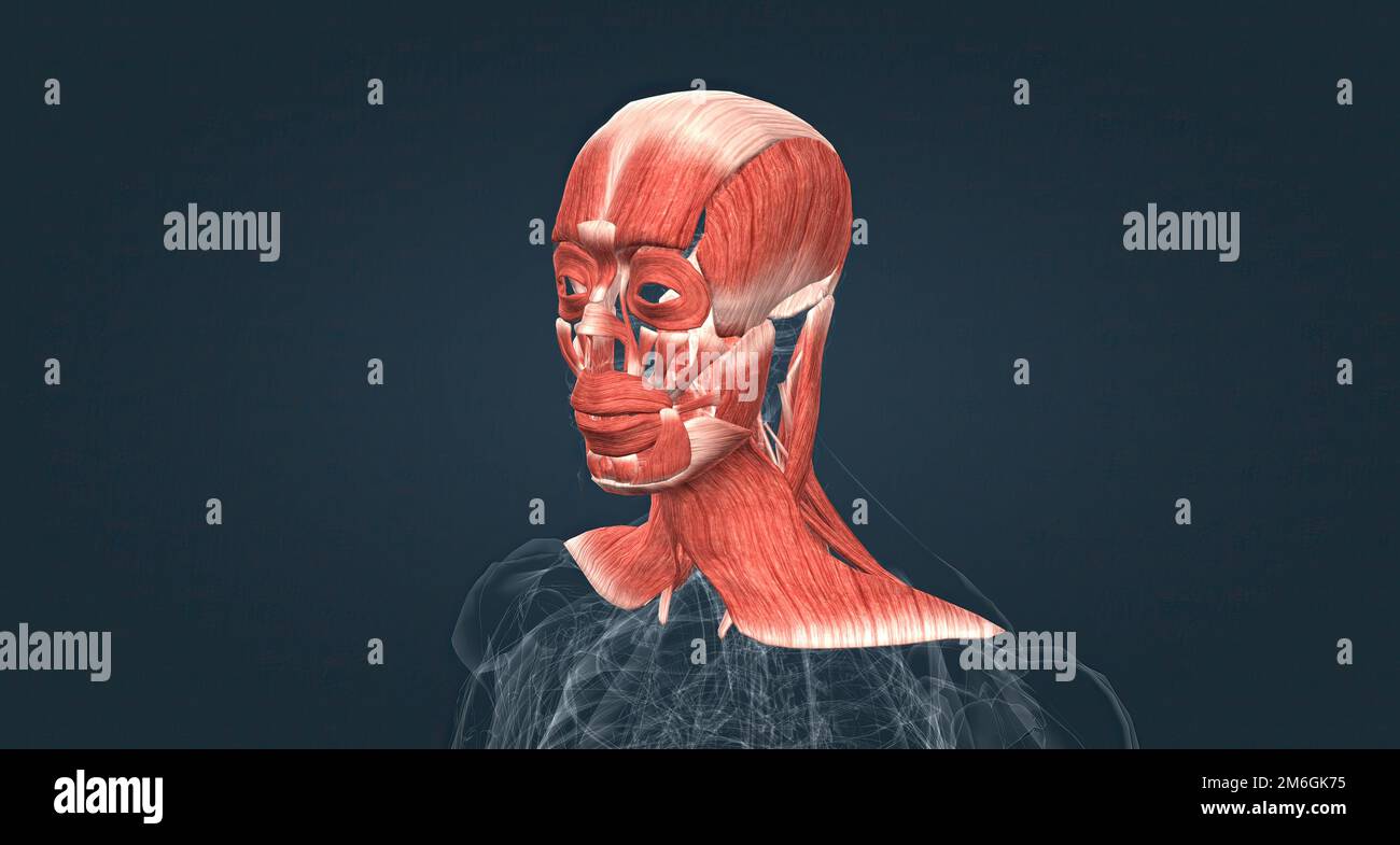 Anatomie 3d muscles nuque Banque de photographies et d’images à haute ...