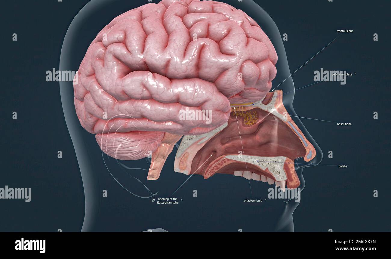 Organe olfactif Banque de photographies et d’images à haute résolution ...