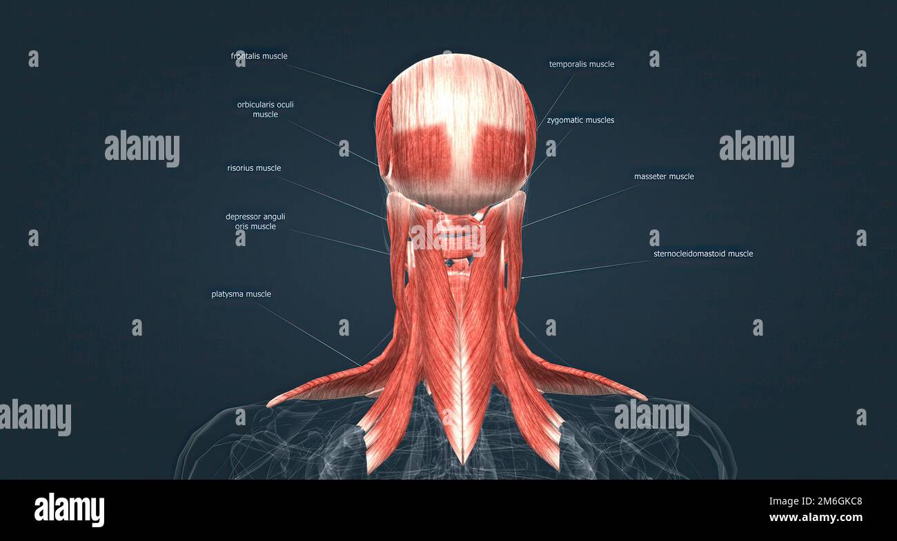 Anatomie 3d muscles nuque Banque de photographies et d’images à haute ...