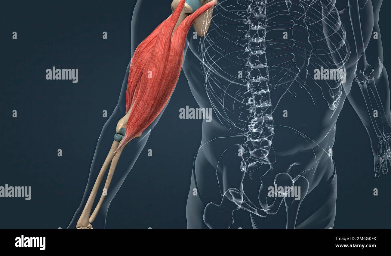 Tendon du biceps brachial Banque de photographies et d’images à haute ...