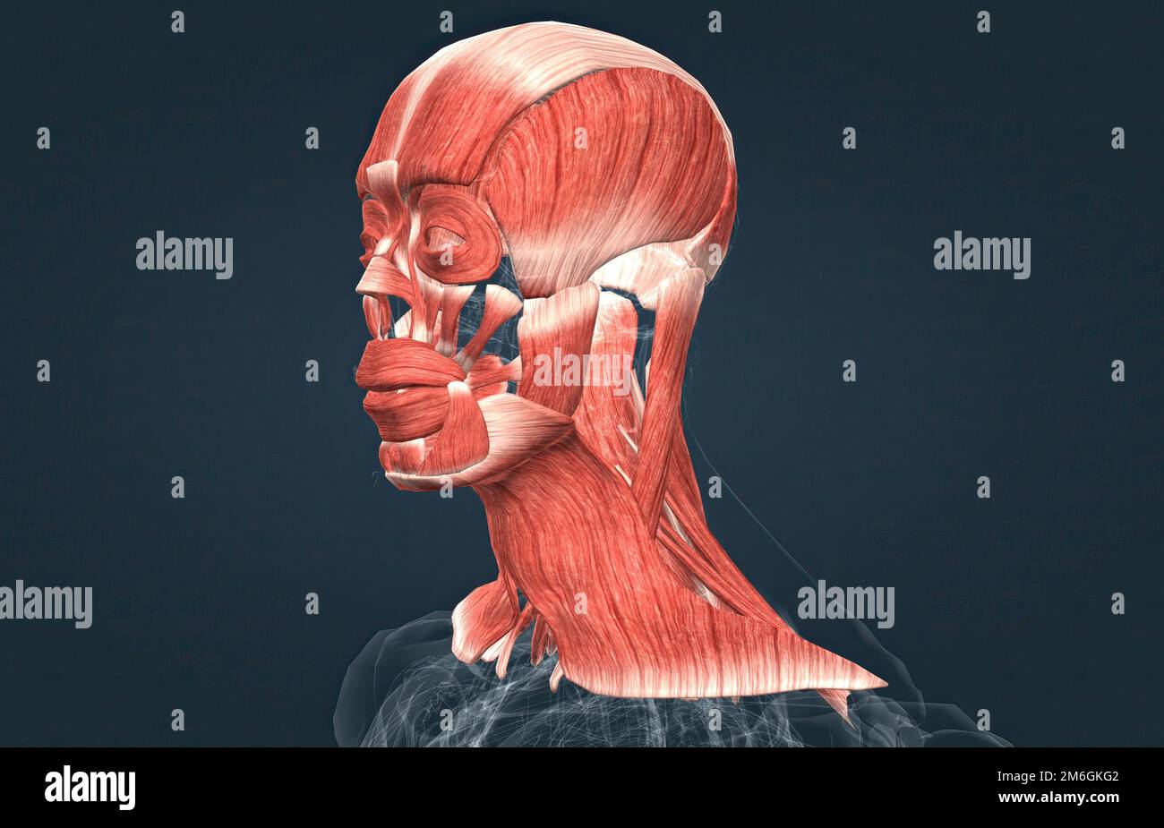 Anatomie 3d muscles visage Banque de photographies et d’images à haute ...