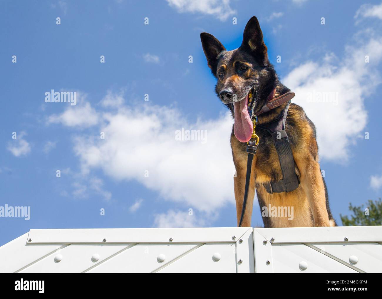 ÉTATS-UNIS Le Cpl. Nathan R. Hernandez, maître de chien de travail ...