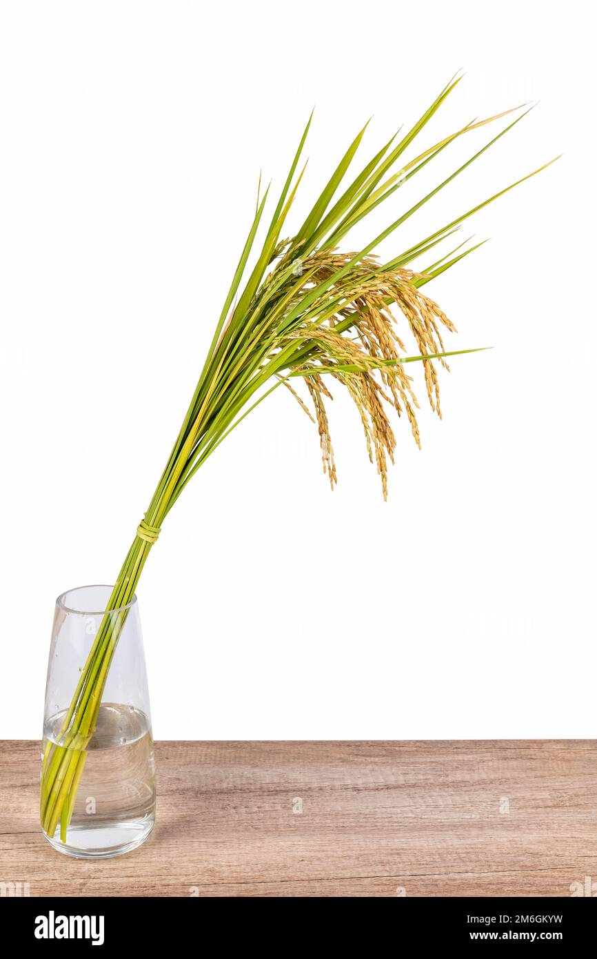 Ears of rice Banque de photographies et d’images à haute résolution - Alamy