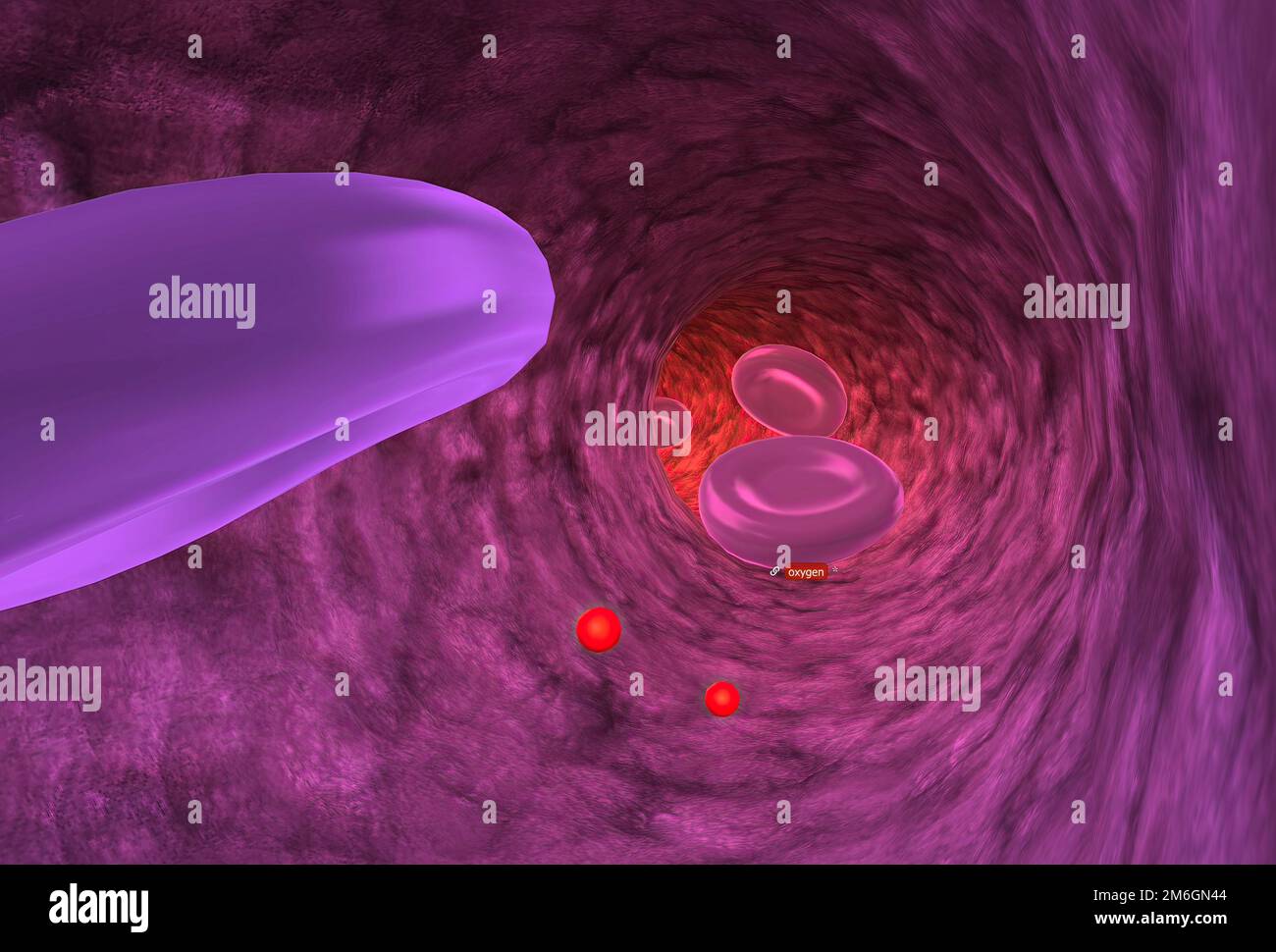 Os alvéolaire Banque de photographies et d’images à haute résolution ...