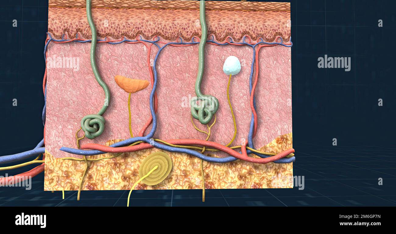 Anatomie de la peau, montrant l'épiderme, le derme et le tissu sous ...