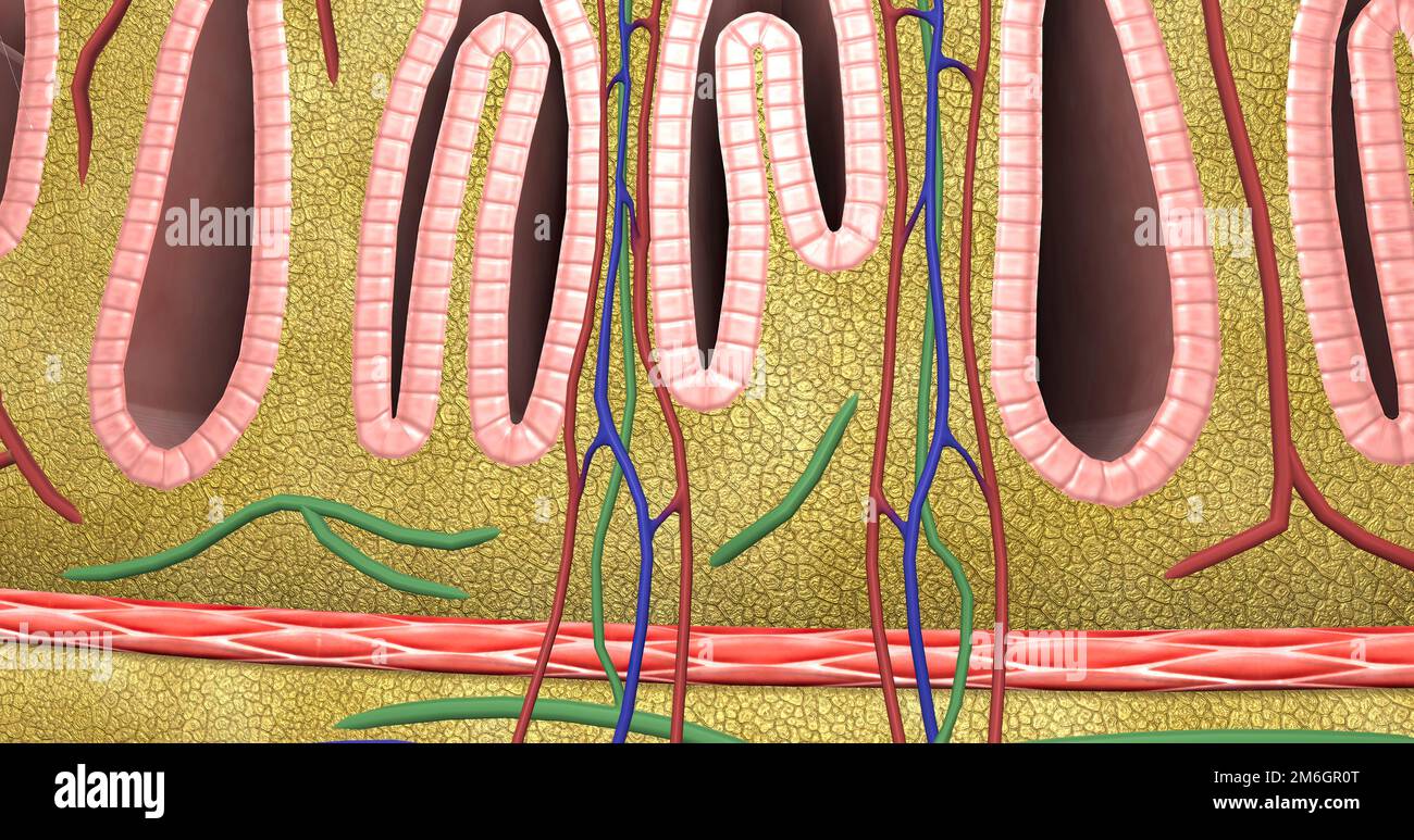 La muqueuse est un autre nom pour la membrane muqueuse. La muqueuse ...