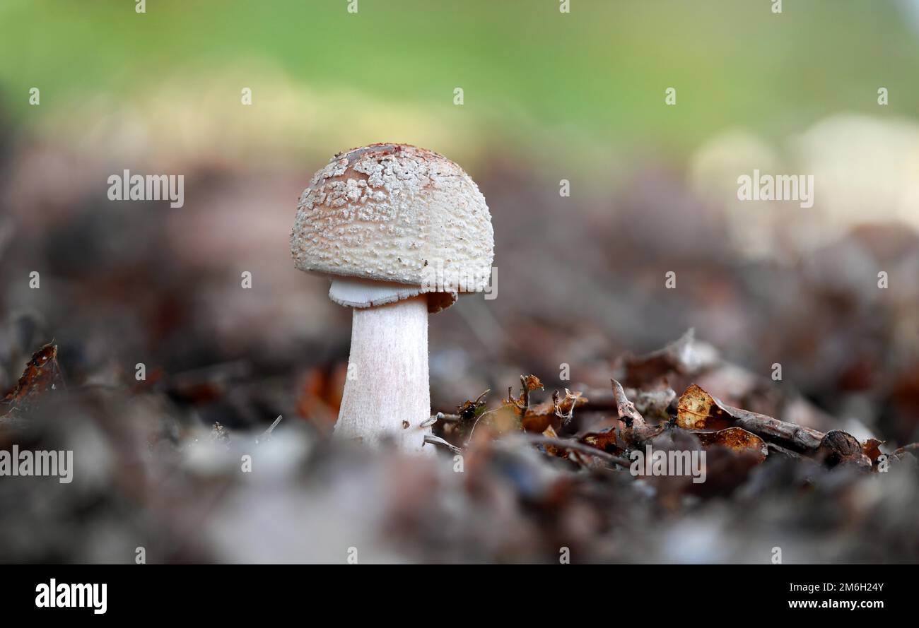 Champignon nacré, broussard à fruits (Amanita rubescens) au fond de la ...