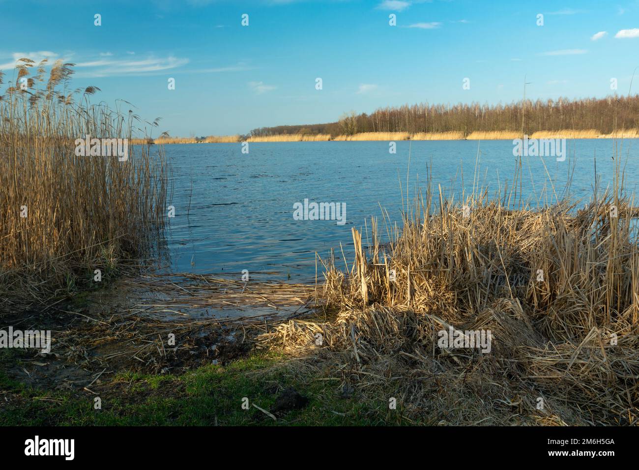Rivage avec des roseaux Banque de photographies et d’images à haute résolution - Alamy