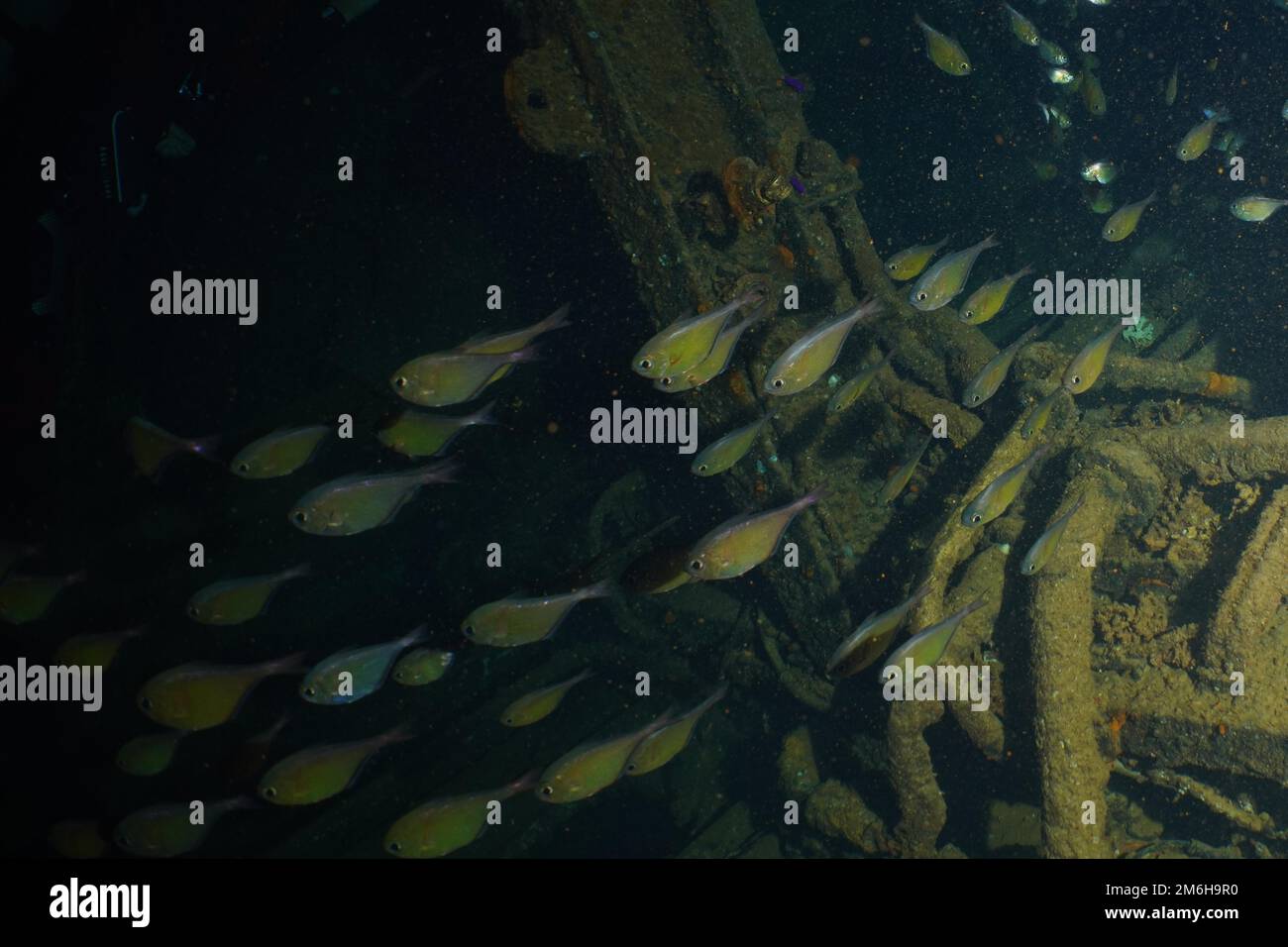 Shoal de Schwenks Hatchetfish (Pempheris schwenkii) Hatchetfish dans la ...