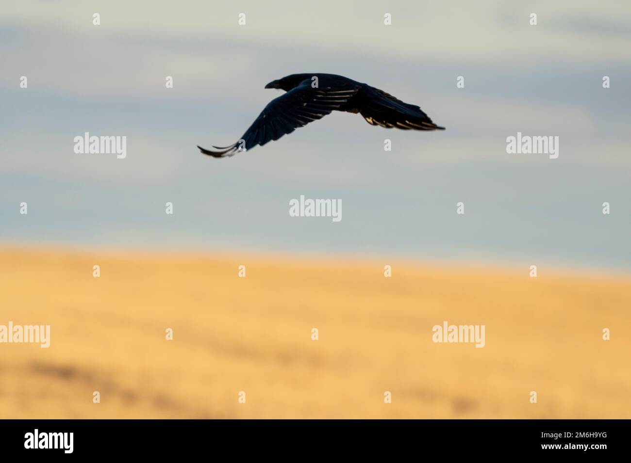 Corbeau en vol Banque de photographies et d’images à haute résolution ...