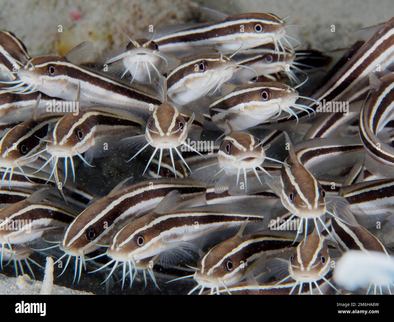 Poisson-chat rayé à anguille (Plotosus lineatus) . Groupe de mineurs ...