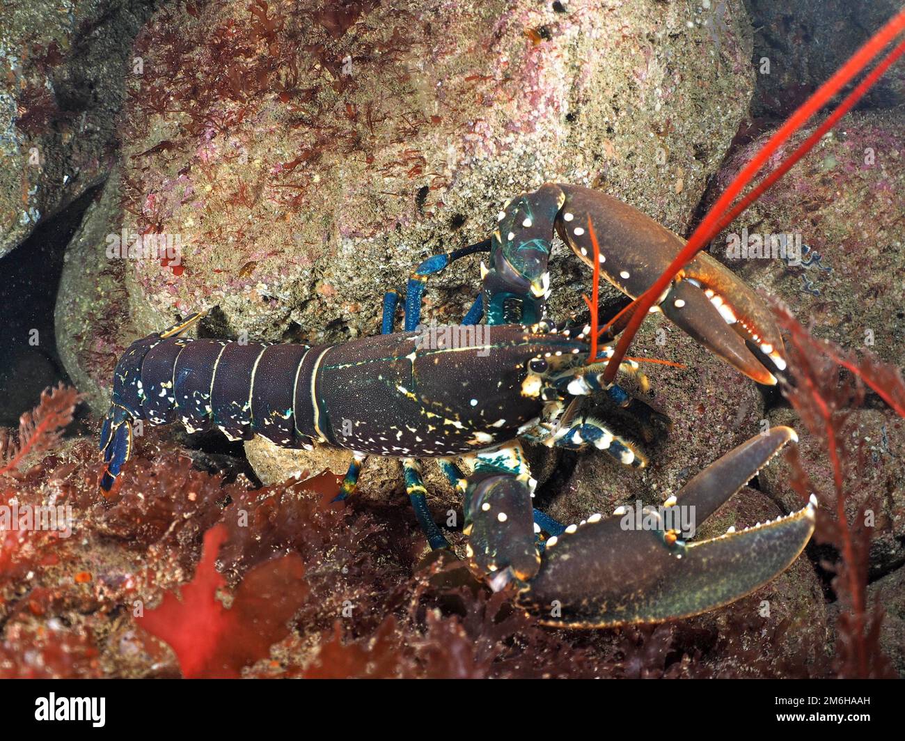 Homard commun Banque de photographies et d’images à haute résolution ...