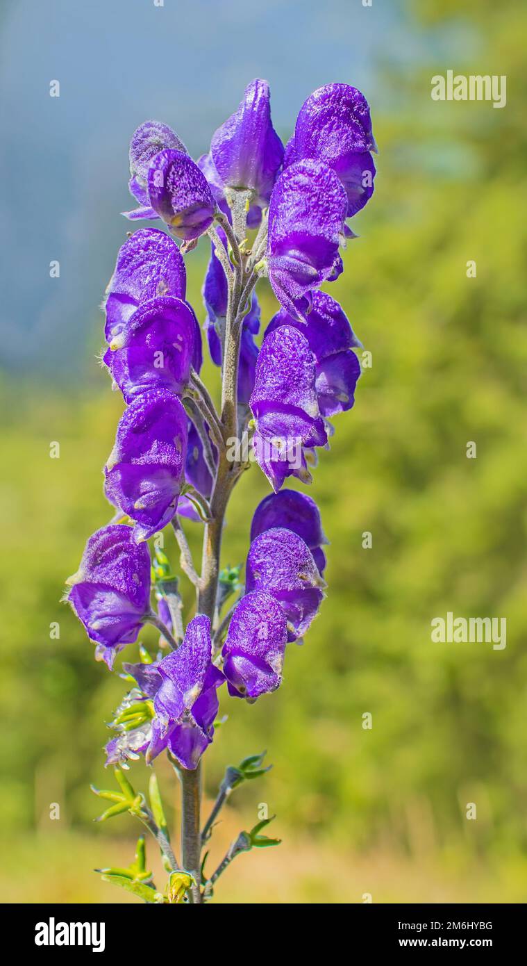 Aconit bane monkshood Banque de photographies et d’images à haute ...