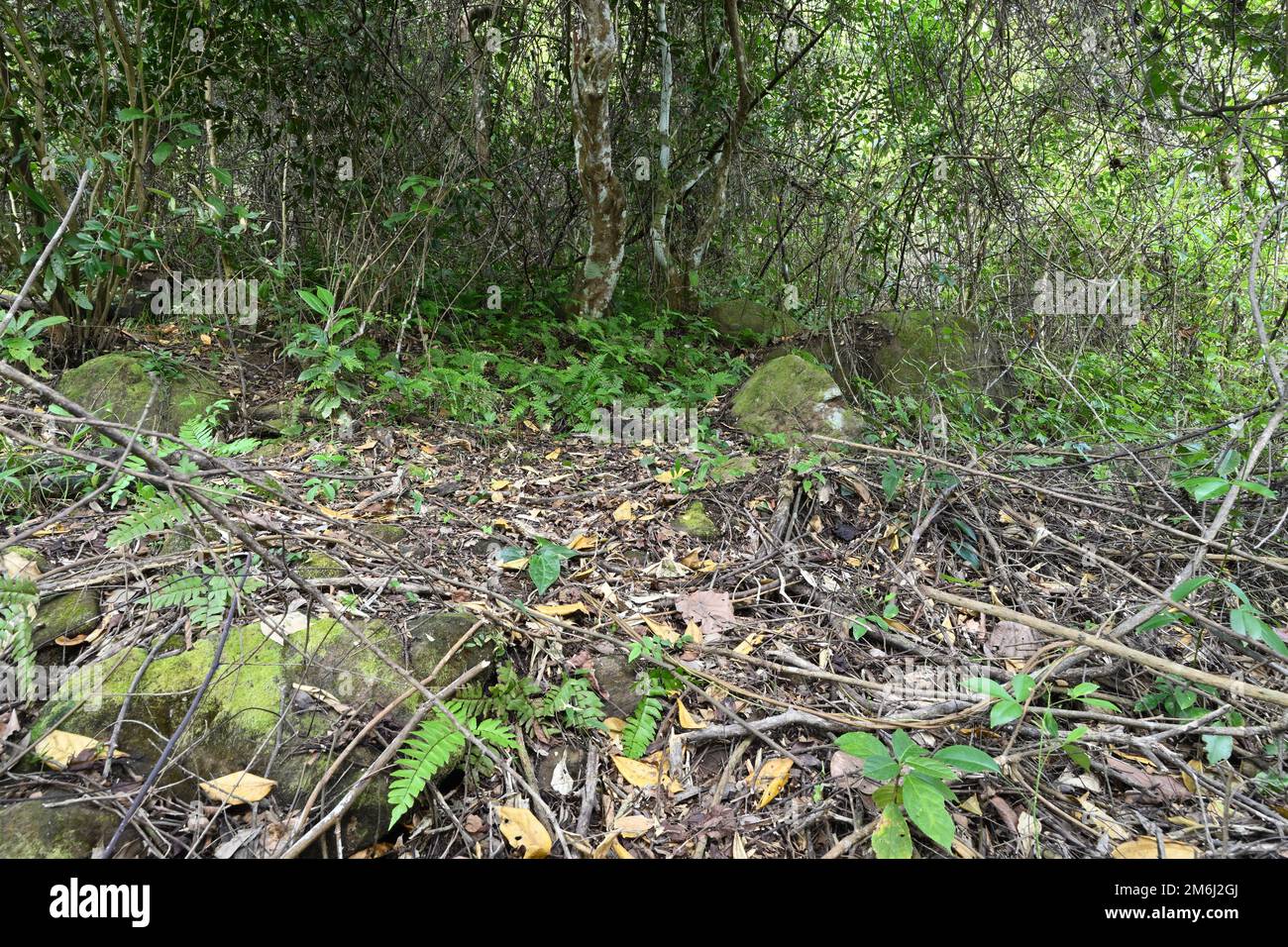Vue sur le paysage du fond forestier d'une zone humide petite forêt au ...