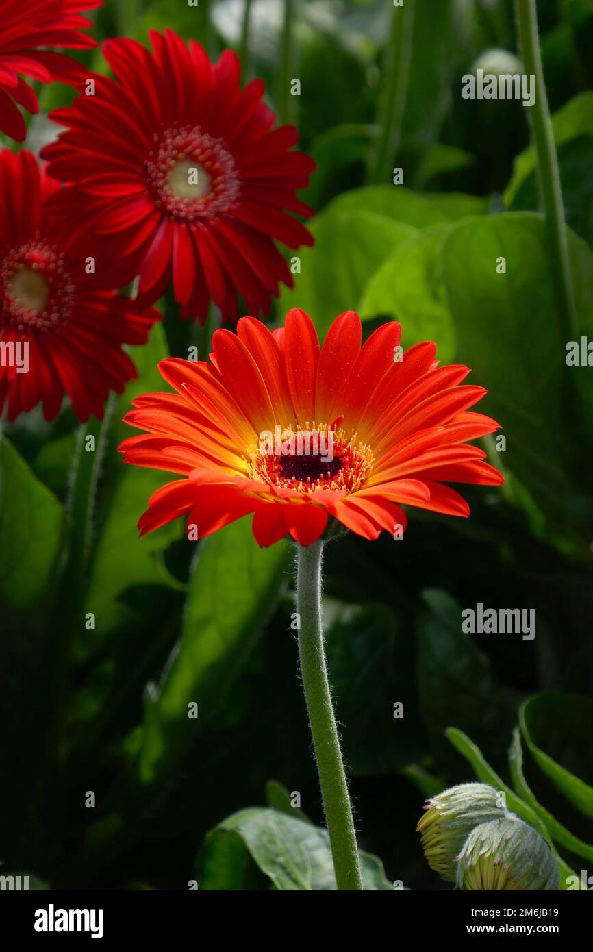 Gerbera species Banque de photographies et d’images à haute résolution ...