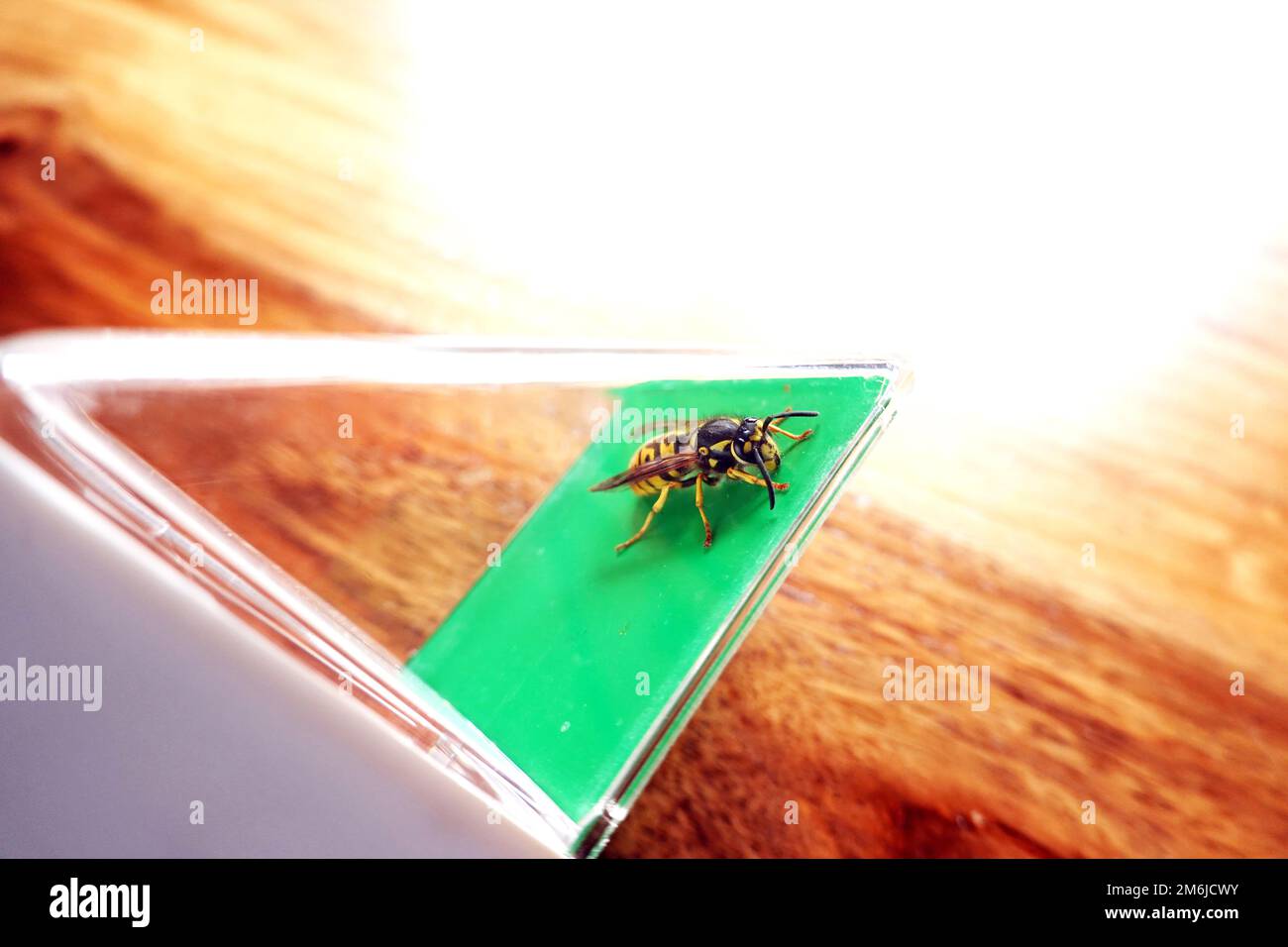 Guêpe allemande (Vespula germanica) - probablement une reine, attrapée ...