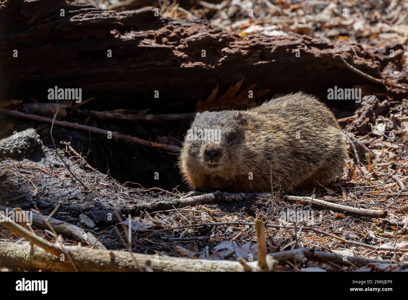 également connu sous le nom de marmotte Banque de photographies et d ...