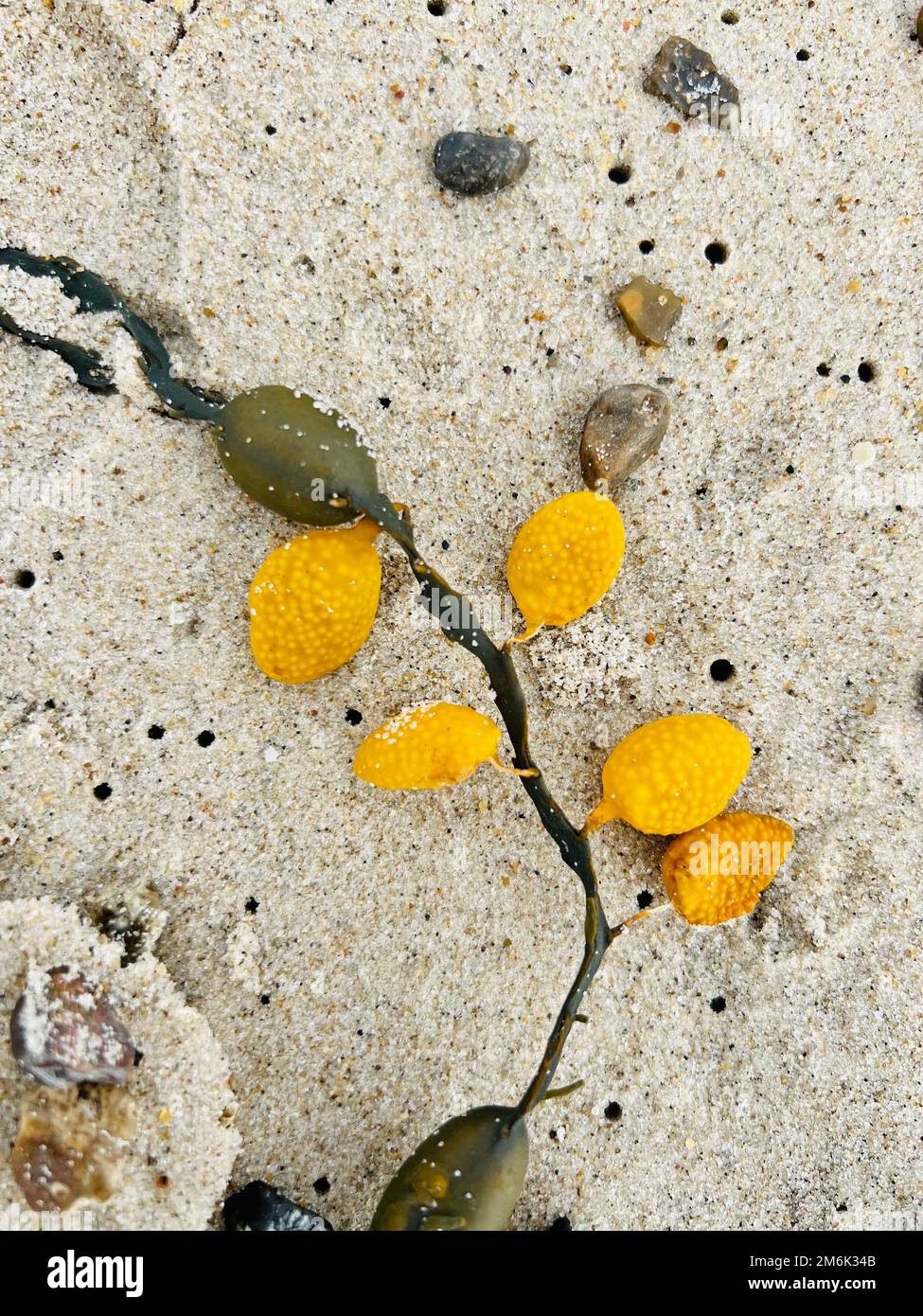 Fucus algae Banque de photographies et d’images à haute résolution - Alamy