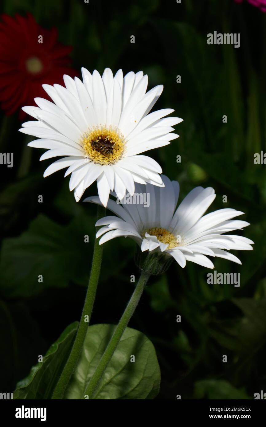 Gerbera species Banque de photographies et d’images à haute résolution ...